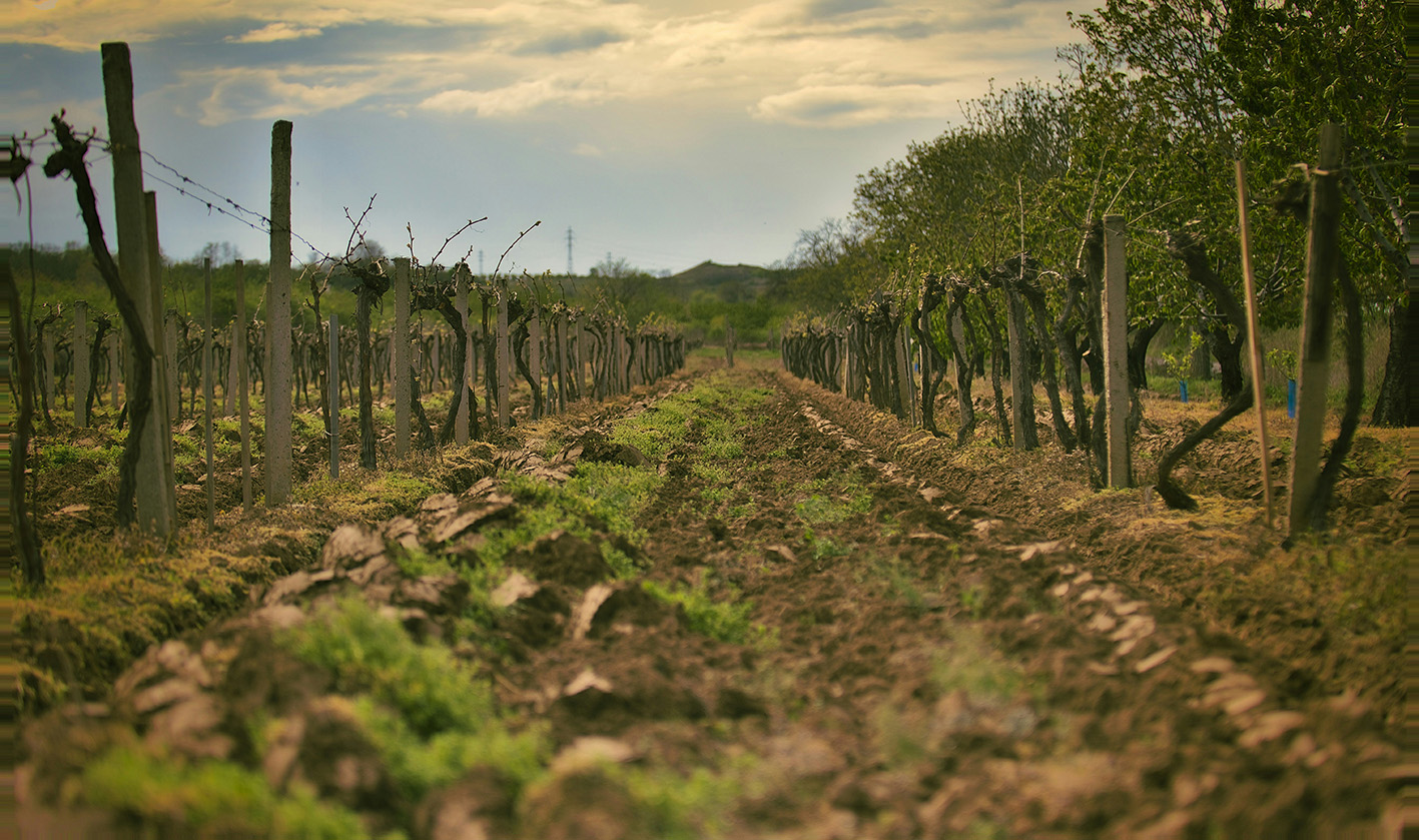 Hallgarten & Novum Wines | Producers | Favola