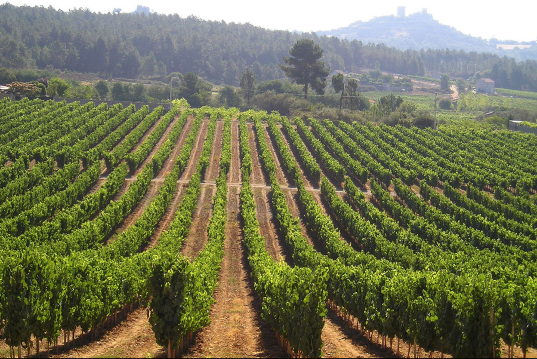 Hallgarten & Novum Wines | Producers | Finca os Cobatos