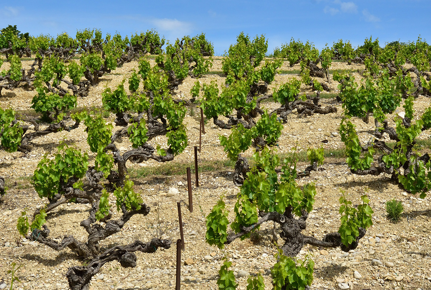 Hallgarten & Novum Wines | Producers | Quinta de Quercus