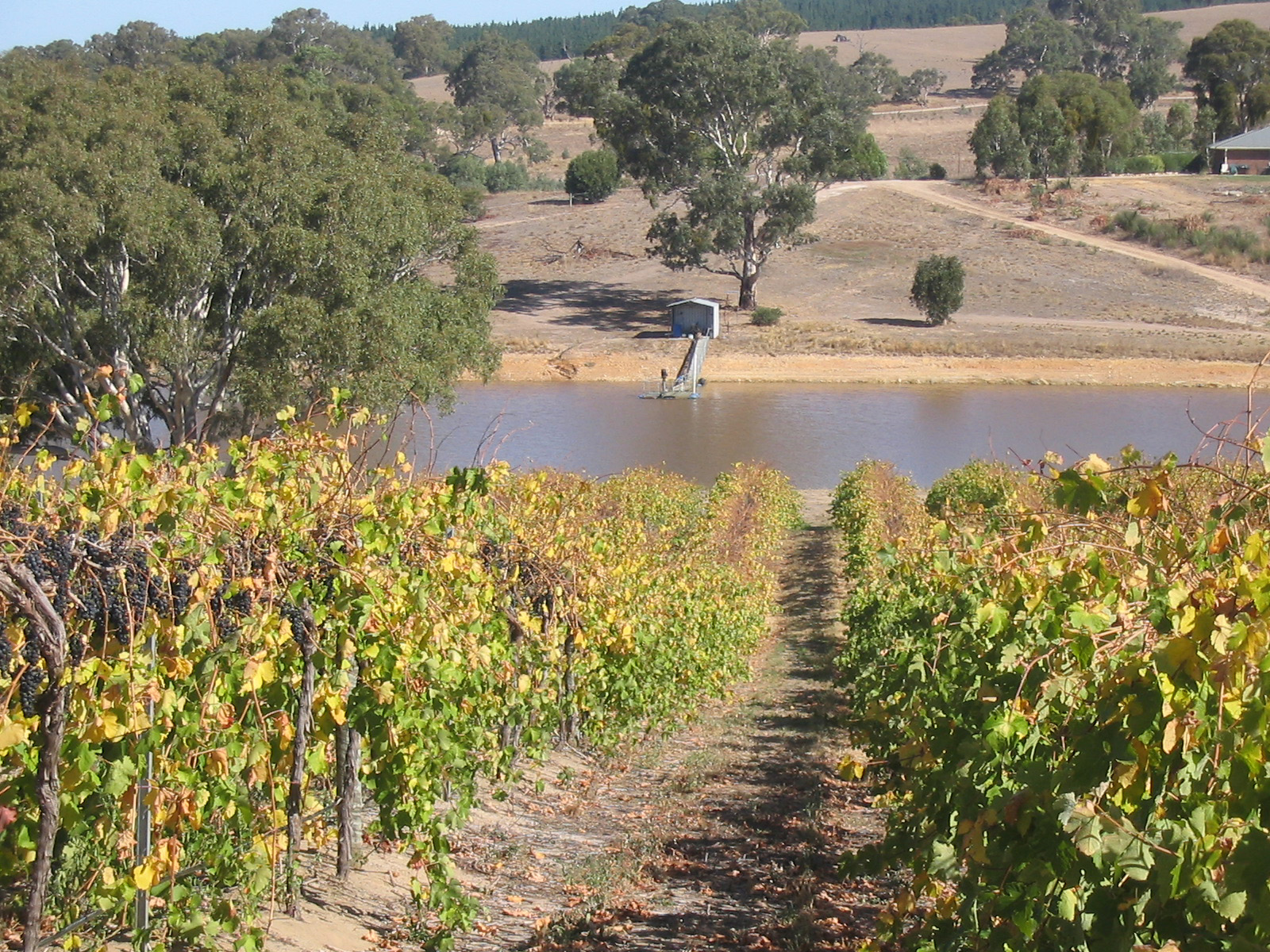 Hallgarten & Novum Wines | Producers | Broken Shackle