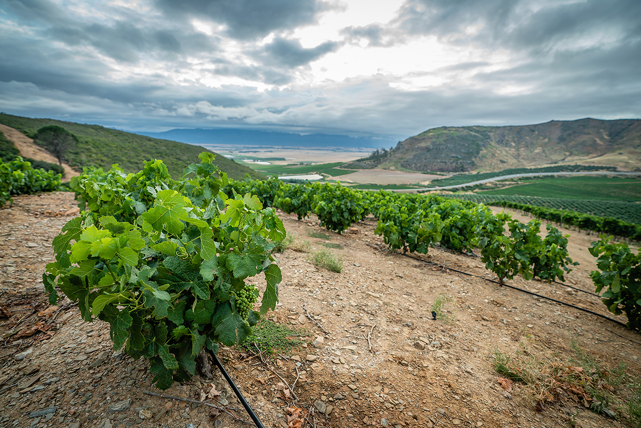 Hallgarten & Novum Wines | Producers | Wild Garden