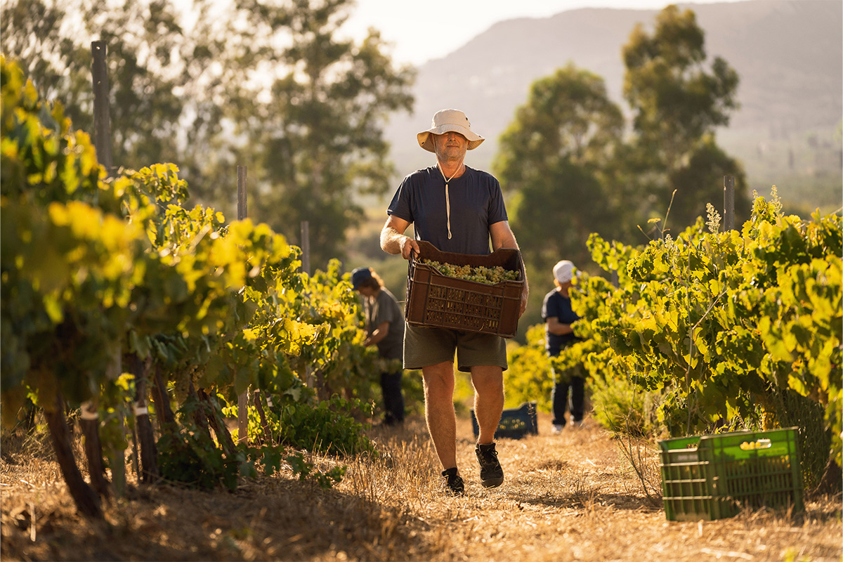 Hallgarten & Novum Wines | Producers | Manolesakis Estate