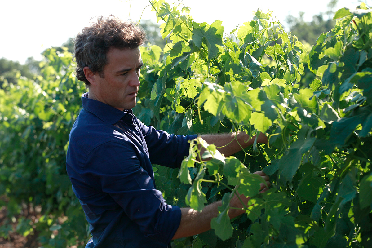Hallgarten & Novum Wines | Producers | Olivier Coste