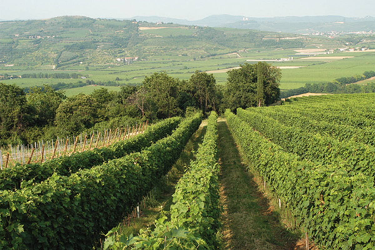 Hallgarten & Novum Wines | Producers | Roccolo Grassi