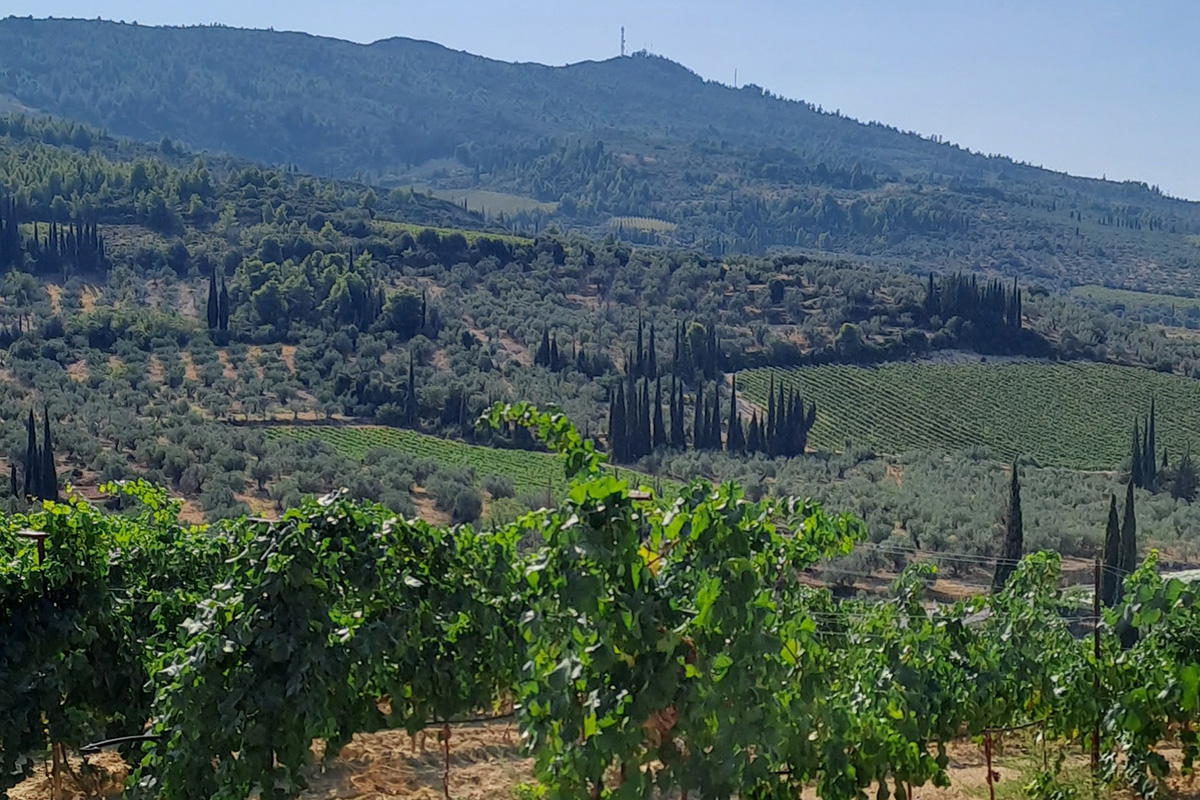 Hallgarten & Novum Wines | Producers | Gaia Wines