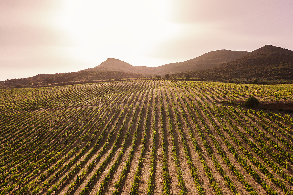 Hallgarten & Novum Wines | Producers | Manolesakis Estate