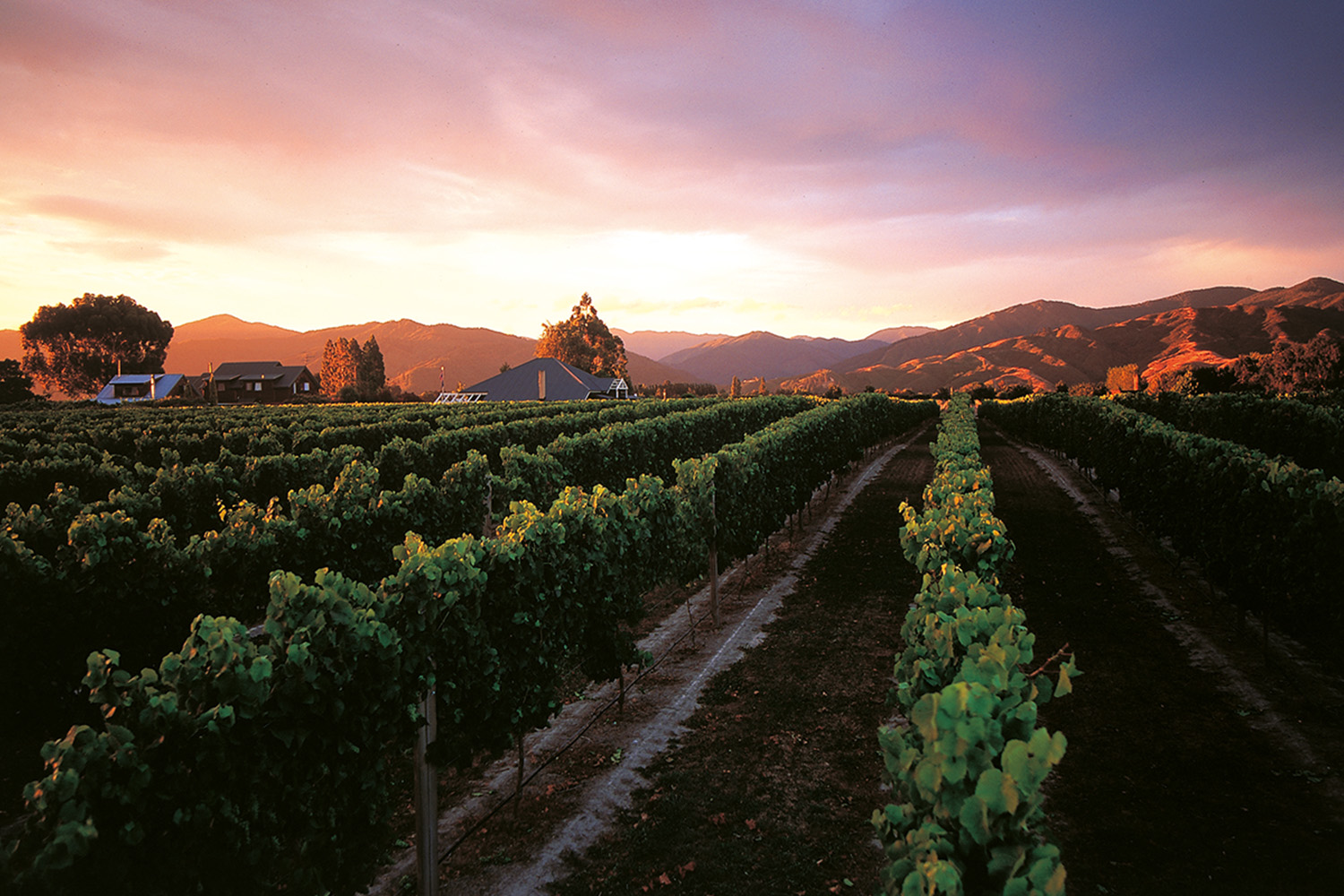 Hallgarten & Novum Wines | Producers | Saint Clair