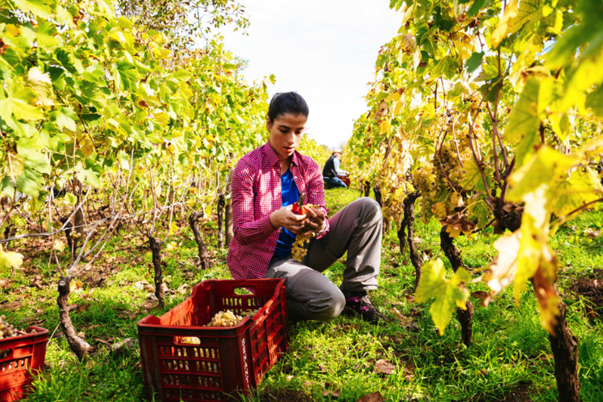 Hallgarten & Novum Wines | Producers | Santa Maria La Nave